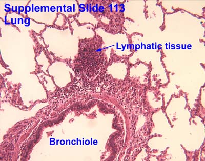 Trachea Microscope Slide Smooth Muscle